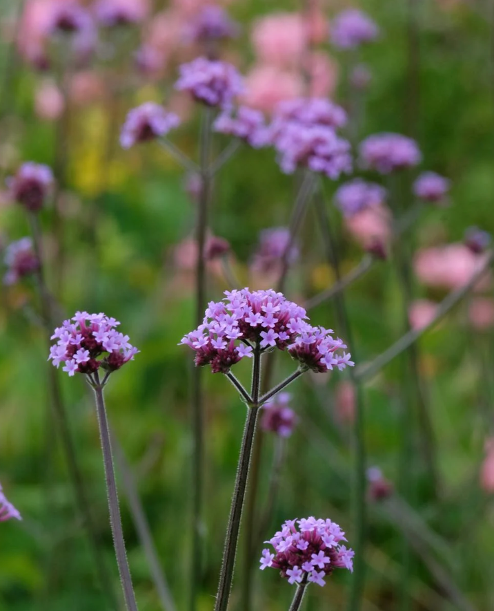 What Does Verbena Smell Like - Lemon Verbena Perfumes - Fam – Fragrance ...